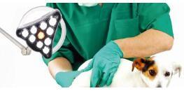 China LED minor surgical lamp Q10 mobile type for veterinary examination for sale