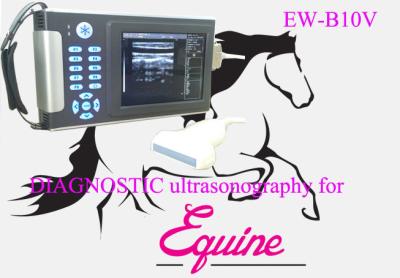 China Low cost veterinary ultrasound scanner EW-B10V with Linear probe L7.5/40 for small and large animal for sale