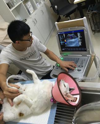 China New arrival- 15 inch Laptop Veterinary Color Doppler Ultrasound Diagnostic System EW-C15V with convex amd linear probe for sale