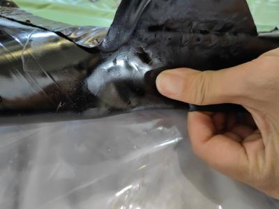 Cina Rafforzamento Wet Laying Self Adhesive Waterproofing Membrana 1,5 mm 2,0 mm Spessore in vendita