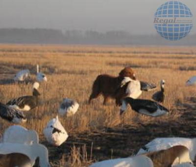 China OEM tyvek decoys for sale