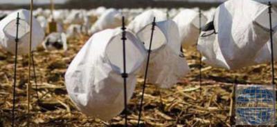 China windsock snow goose decoy for sale