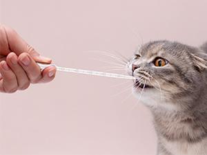 transfer pipettes