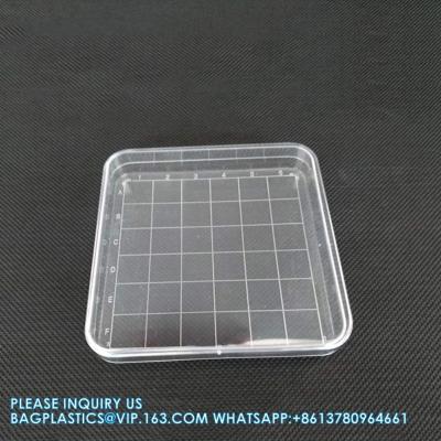 China Polystyrene Square Integrid Petri Dish Container for School Lab Science Experiment Alphanumeric Gridlines for sale