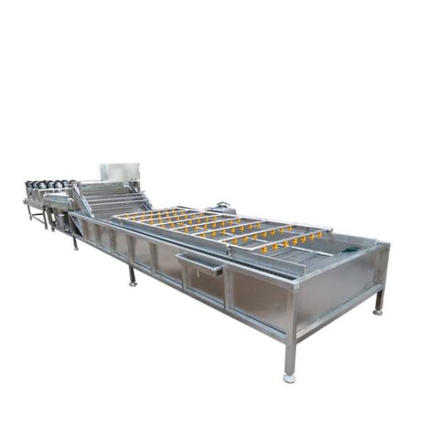Quality Customized Fruit Vegetable Washing Machine Ginger Bubble Washing Machine for sale