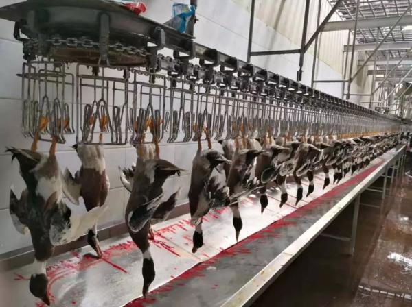 Quality Customizable Poultry Slaughtering Line 200KG Stainless Steel Poultry Processing for sale