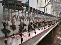 Quality ISO9001 Industrial Automatic Chicken Processing Line 2480*1340*1480mm for sale
