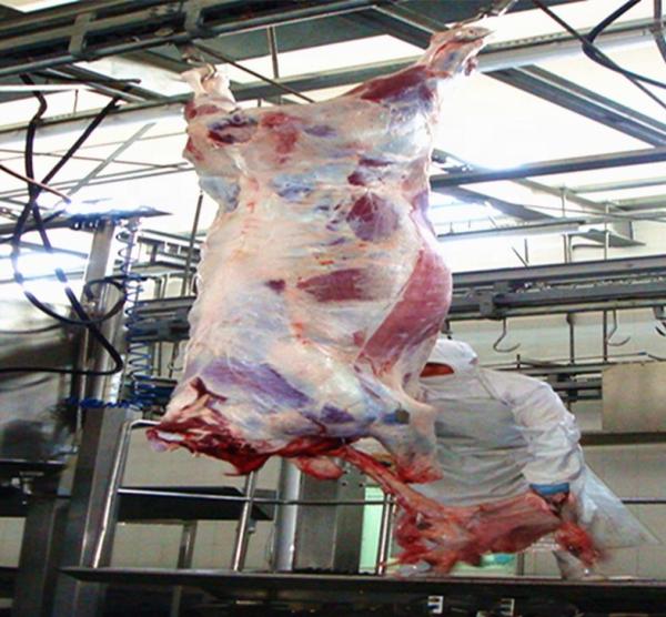 Quality Customized 7.5KW Slaughterhouse Cow Machine Automatic Cow Slaughtering Machine for sale