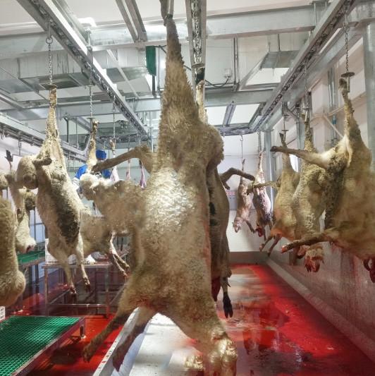 Quality Stainless Steel 304 Slaughterhouse Cow Machine Polyurethane Rubber Hair Plucking for sale