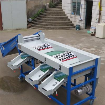 China small garlic grading machine , garlic sorting machine, garlic sorter, garlilc grader for sale