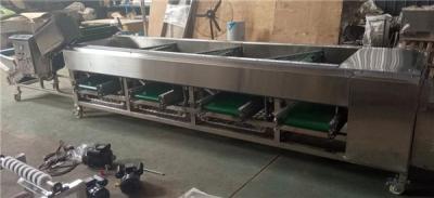 China Mushroom grading machine, mushroom sorting machine, mushroom sorter for sale