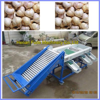 China Garlic grading machine , onion sorting machine for sale