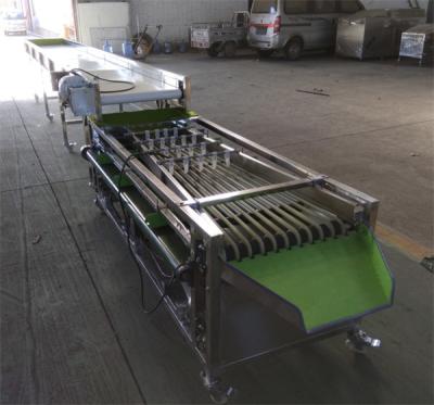 China cherry tomato sorting machine, blueberry grading machine, cherry sorting machine for sale