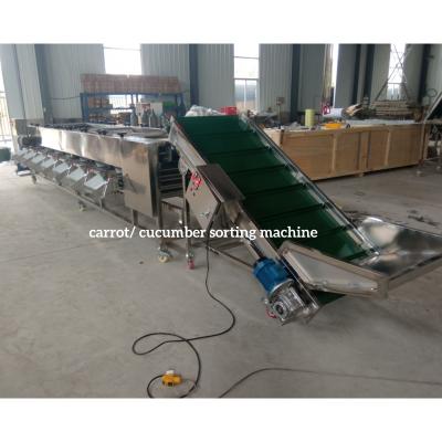 China Carrot Sorting Machine, Carrot Grading Machine, Carrot Calibration for sale