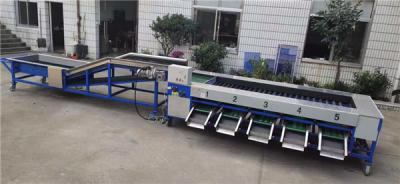 China cucumber sorting machine, cucumber grading machine,cucumber sorter for sale