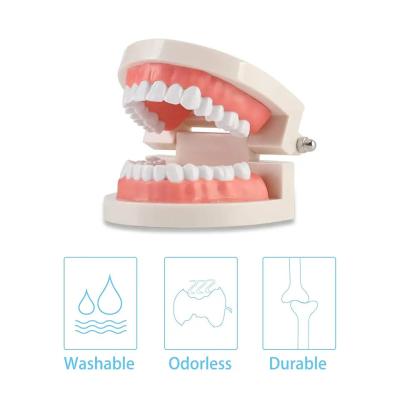 Cina SJ Dental Typodont Teeth Model High Quality Demonstration Denture Frasaco Dental Study Model For Tooth in vendita
