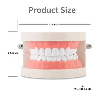 Cina SJ Dental Typodont Teeth Model High Quality Demonstration Denture Frasaco Dental Study Model For Tooth in vendita