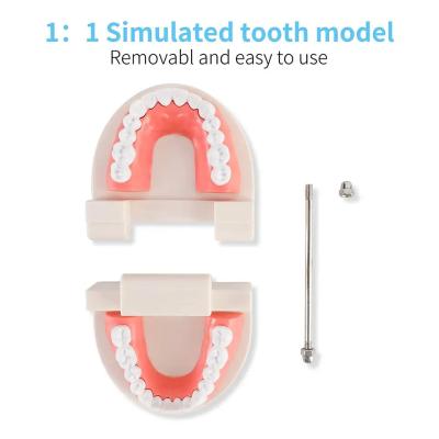 Cina SJ Dental Typodont Teeth Model High Quality Demonstration Denture Frasaco Dental Study Model For Tooth in vendita