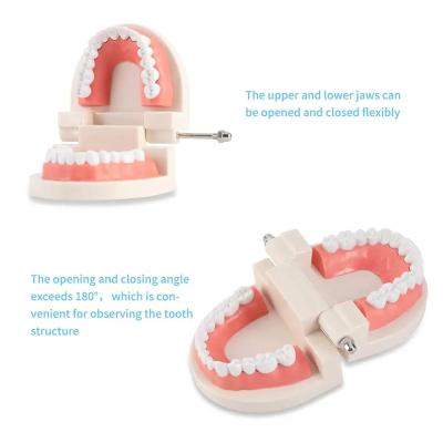 Cina SJ Dental Typodont Teeth Model High Quality Demonstration Denture Frasaco Dental Study Model For Tooth in vendita