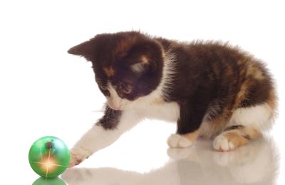 Cina Il gatto sveglio materiale dell'ABS gioca il tipo sano e leggero i suoni ROHS/CE della palla tre approvati in vendita