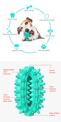 Cina Denti di cane del cactus TPR del gioco di puzzle che puliscono i giocattoli svegli dell'animale domestico in vendita