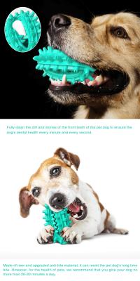 Cina Denti di cane del cactus TPR del gioco di puzzle che puliscono i giocattoli svegli dell'animale domestico in vendita