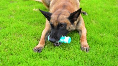 Cina Chewable Cleaning And Grinding Stick Leaker Dog Toothbrush Pet Toy in vendita