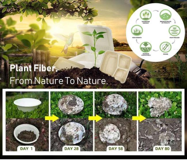 Biodegradable Disposable Food Container Bagasse Pulp Salad Bowl