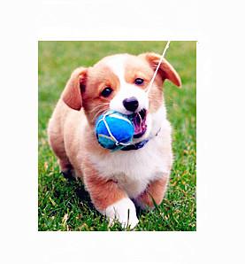 spring dog collar taylor hill the perfect plastic backgrounds