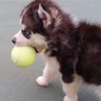 China Custom Logo Pet Tennis Balls 26mm 32mm Non Toxic Natural Rubber Dog Balls for sale