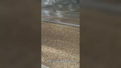 Vibrating Fluidized Bed Dryer 3