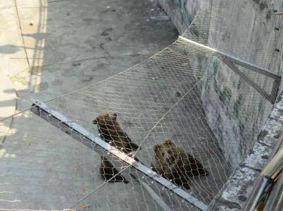 China High Tensile Stainless Steel X-Tend Bird Aviary Mesh,Aviary Netting for sale