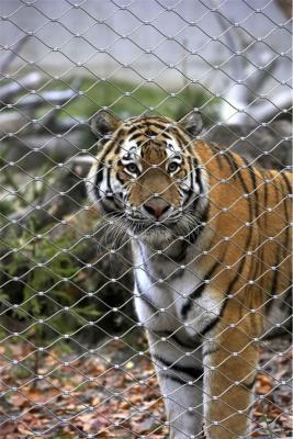 China High Tensile Stainless Steel X-Tend Wire Rope Mesh For Zoo Animal Enclosure for sale