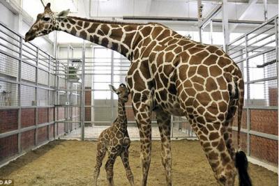 China Stainless Steel Wire Mesh For Giraffe Fence/Giraffe Enclosure Mesh for sale