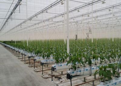 Cina il pepe variopinto pp della banana di 1.5-5mm attorciglia la corda per l'agricoltura del giardino del pomodoro in vendita
