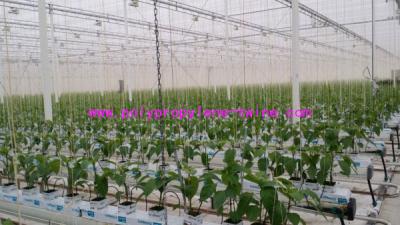 Cina Pomodoro torto professionale che lega la cordicella moderna 1mm, cordicella d'imballaggio di plastica della serra in vendita