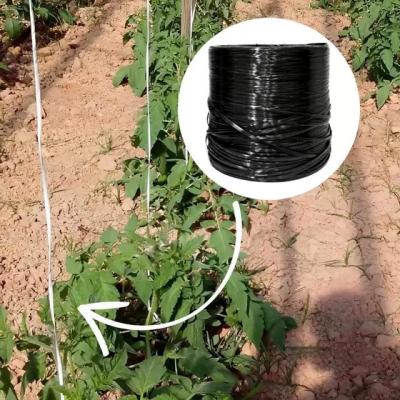 China Black Tomato Twine 1890' Ft/Lb 65 Lbs Tensile Polypropylene Twine for Greenhouse and Vegetable Trellising for sale