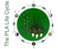 China Bridge Film PLA biodegradable plastic for sale