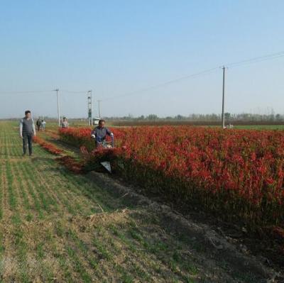 Cina 4 HP Mini Agriculture Farm Machinery Multi - reaper funzionale dei peperoncini rossi del pepe in vendita