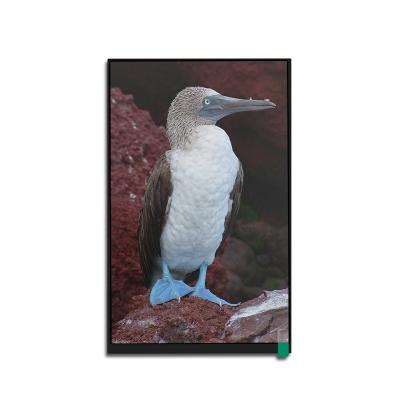 Cina L'interfaccia a 8 pollici TFT LCD di 250nits MIPI visualizza 800x1280 con JD9366AB IC in vendita