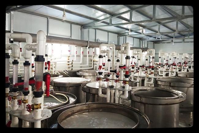 Sic Grit Factory Price of High Purity Green Silicon Carbide Grit 80 for Blasting