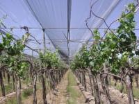 China Anti Hail Nets For Grape for sale