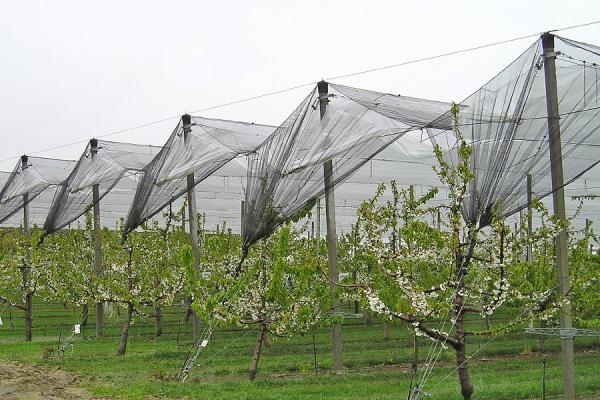 Hdpe Knitted Anti Bird Netting , Black Vegetable Garden Netting For Plants