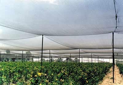 Hdpe Knitted Anti Bird Netting , Black Vegetable Garden Netting For Plants