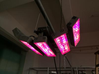 China XL/HR spectrum light Adjust plant light LED Growing Light  for  foliage plants hanging plant light cultivation for sale