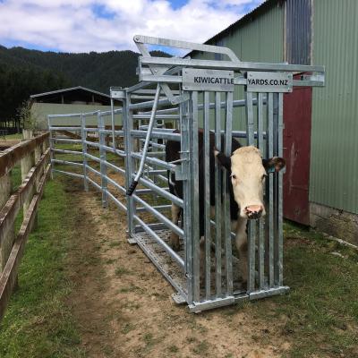 China 32mm Frame Cattle Crushes 3.5m Width Cattle Crush Panels Sustainable for sale