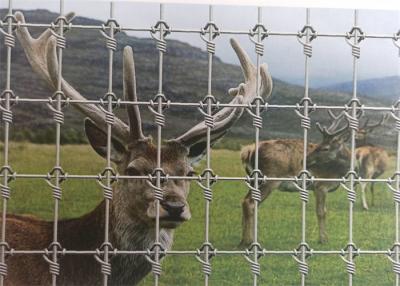 China Hot Dipped Galvanzied Field Wire Fence / Fixed Knot Deer Fencing for sale